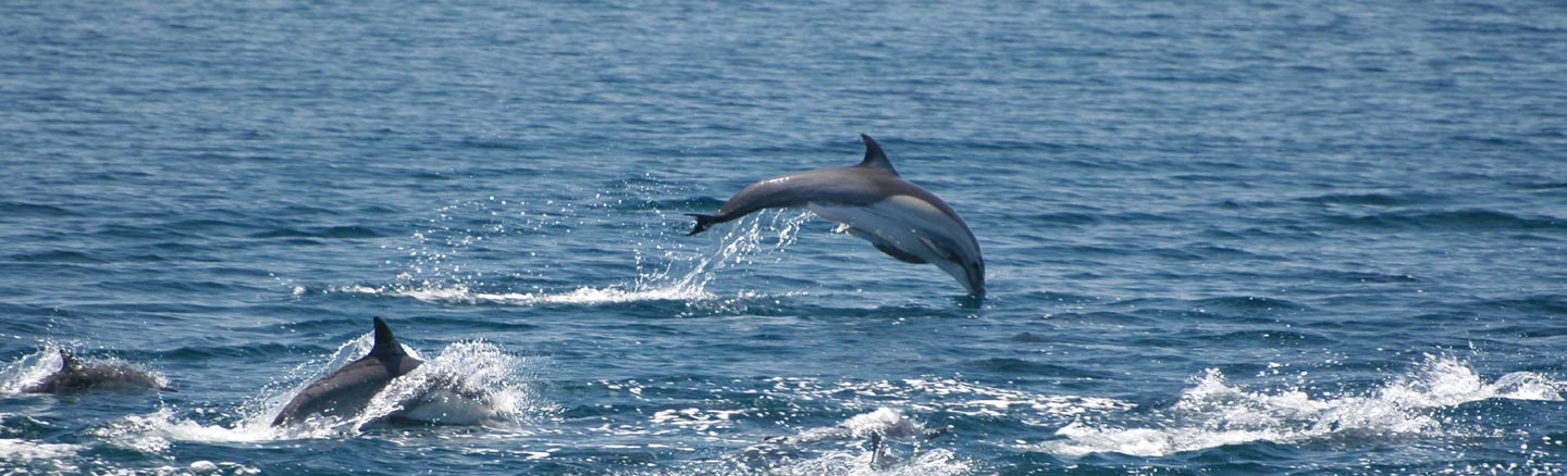 Where to see Whales and Dolphins in Scotland